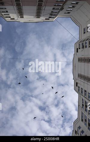 Crows over building. Flock of crows in city. Silhouettes of bird ...