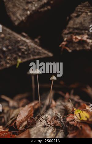 Mushrooms in woods on logs with green moss Stock Photo - Alamy