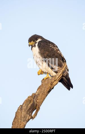 Augur Buzzard (Buteo augur Stock Photo - Alamy