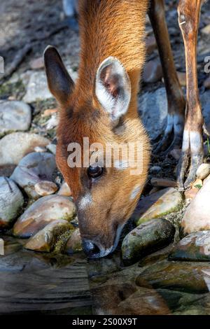 Sitatunga antelope feeds on aquatic plants and grasses. Photo captured ...