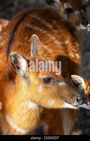 Sitatunga antelope feeds on aquatic plants and grasses. Photo captured ...