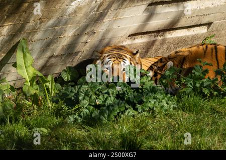 Siberian tiger, a carnivore, hunts deer and wild boar. Photographed in ...