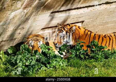 Siberian tiger, a carnivore, hunts deer and wild boar. Photographed in ...