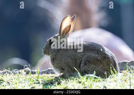 European rabbit eats grasses, roots, and herbs. Captured at Casa de ...