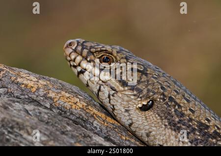 tree-crevice skink, Queensland, Australia Stock Photo - Alamy