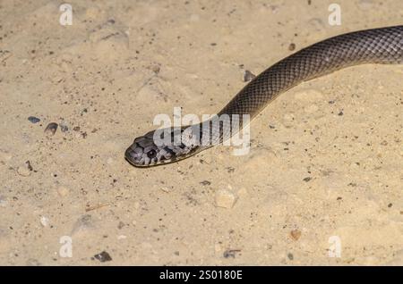 Pale-headed snake, Queensland, Australia Stock Photo - Alamy