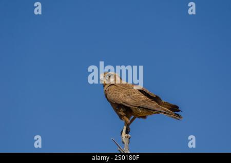 Australian brown falcon, Queensland, Australia Stock Photo - Alamy