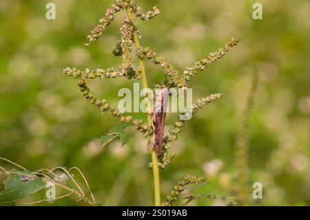 a brown locust that perches on a flower of an amaranth plant. This ...