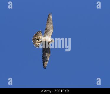 Peregrine Falcon in Flight Viewed From Above Stock Photo - Alamy