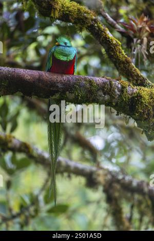Quetzal (Pharomachrus mocinno), Trogons (Trogonidae), Central Mountain ...
