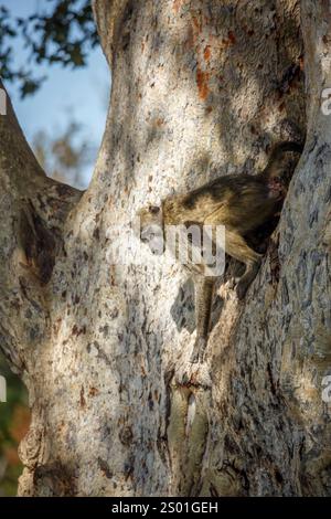 Chacma baboon climbing a tree with nice bark in Kruger National park ...