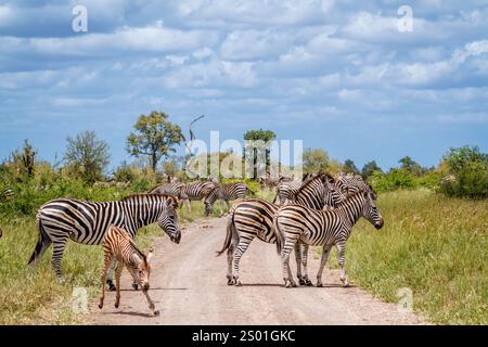 Small group of Plains zebras with calf on safari road in Kruger ...