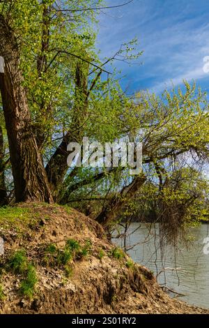 The river of Tisza at village Mindszent Stock Photo - Alamy