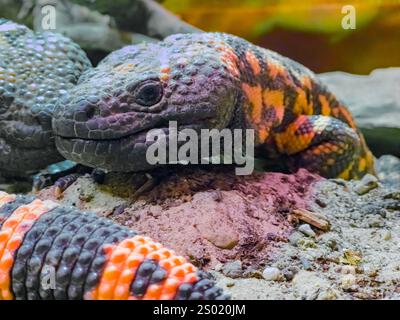 Gila monster, its scientific name is Heloderma suspectum Stock Photo ...
