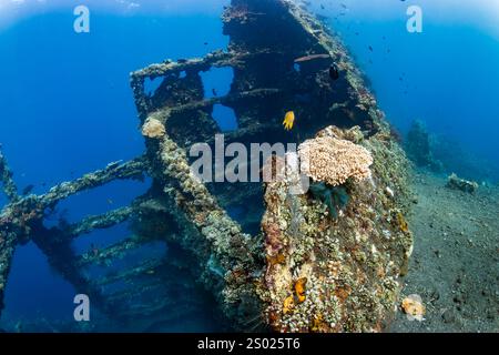 Tropical fish around a huge, old underwater shipwreck in a clear, blue ...
