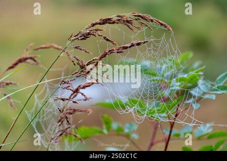 Gentle wispy spiderwebs dangle from fragile plants in the morning dew ...