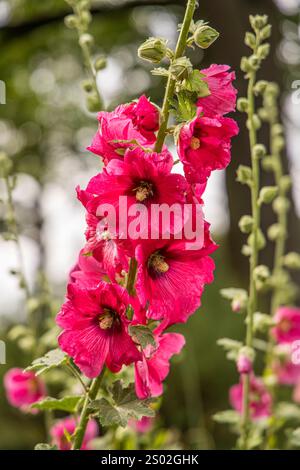 Canterbury bell pink flower Stock Photo - Alamy
