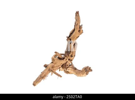 Wooden snag, driftwood isolated on white Stock Photo - Alamy