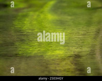 An abstract painting of nature. Created by the Amazon, the light and ...