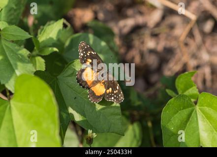 Perched Bordered Patch (Chlosyne lacinia) in Vera Cruz State, Mexico ...