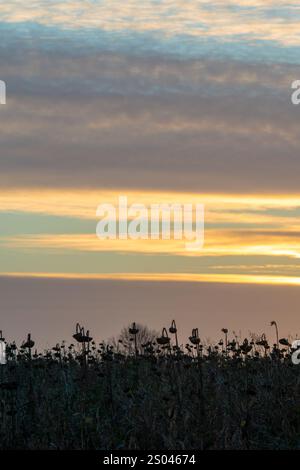 A field of sunflowers in December left for birds to feed on the ...