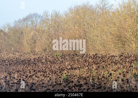 A field of sunflowers in December left for birds to feed on the ...