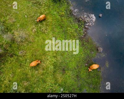 Aerial view of Scottish highlanders in the Kennemerdunes, North Holland ...