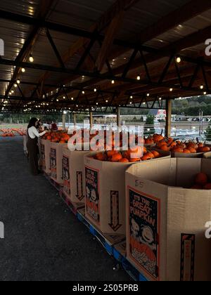 fall landscape of a field full of pumpkins Stock Photo - Alamy