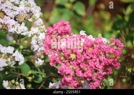 close up of Japanese bungur flower or lagerstroemia indica or micro ...
