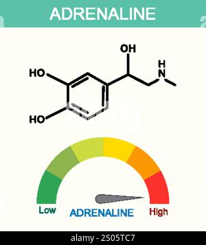 Stress response system. Fight-or-flight response. How work of ...