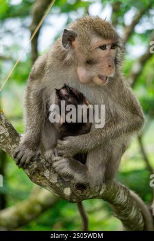 Macaca fascicularis (kera ekor panjang, monyet ekor panjang, long ...