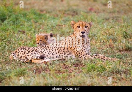 Cheetahs (Acinonyx jubatus) one of the most favorite predators of ...