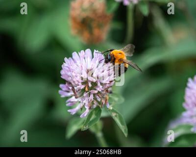 A furry diverse bumble Bee, Bombus diversus, drinks nectar from a ...