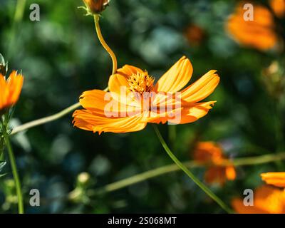 a golden cosmos flower blooms along a roadside in Yokohama, Japan Stock ...