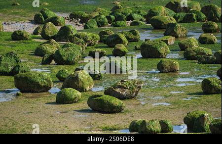 Sea weeds Caulerpa setting above the coral reefs on the shore. Sea weed ...