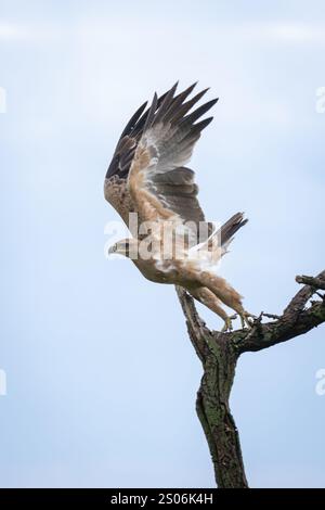 Tawny eagle lifts wings flying from branch Stock Photo - Alamy