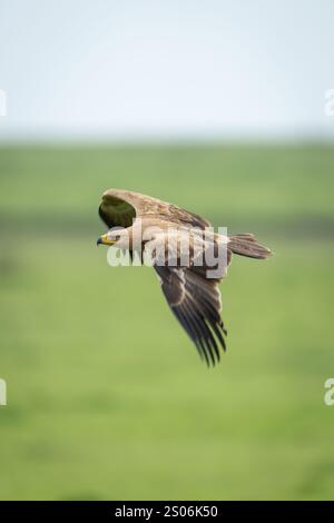 Tawny eagle flies across grassland spreading wings Stock Photo - Alamy