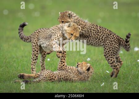 Three cheetah cubs play fight in savannah Stock Photo - Alamy