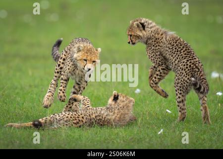 Three cheetah cubs play together on grassland Stock Photo - Alamy
