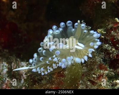 Bright blue Striped Thick-billed Slug (Janolus cristatus) with spread ...