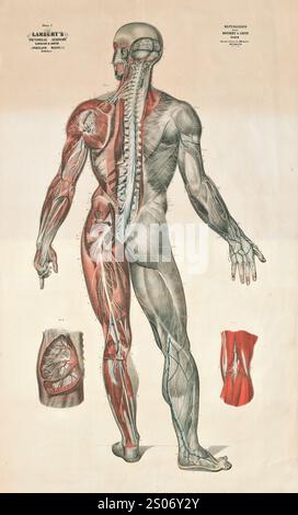 Human body displaying the muscles. Thomas Scott Lambert's pictorial ...