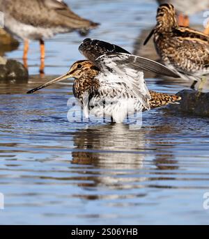 Common Snipe at Slimbridge WWT Gloucestershire Stock Photo - Alamy