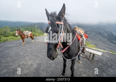 Horse posing at Pacaya Volcano, Guatemala Stock Photo - Alamy