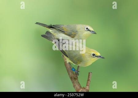 Yellow White-eye - Zosterops senegalensis – Uganda Stock Photo - Alamy