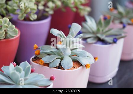 vibrant ornamental plants displayed at garden nursery with colorful ...