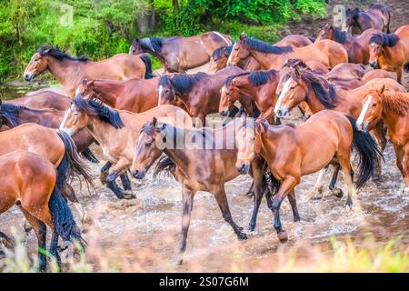 Running of the Horses is a horse muster at Glenworth Valley on the ...