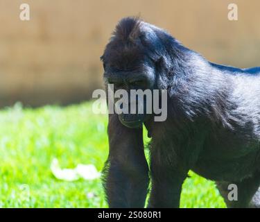 The western lowland gorilla is the smallest subspecies of gorilla Stock ...