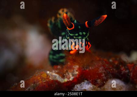 Variable Neon Slug, Nembrotha kubaryana, Misool, Raja Ampat, Indonesia ...