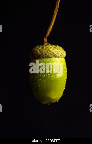 wet green big oak fruits acorns, wet in drops of water green oak acorn ...