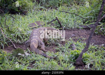 African Rock Monitor prowling on ground in african bush in Hluhluwe ...